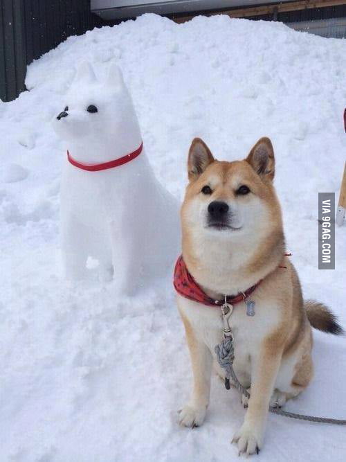Welcome to doge army, snow doge. The army is growing bigger and bigger ...