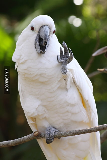 Just a Cockatoo, waving. - 9GAG