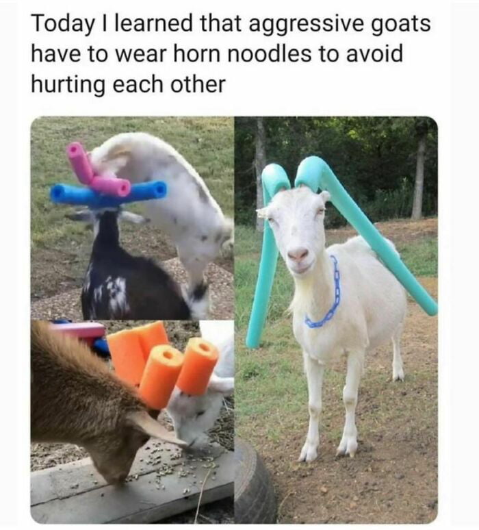 Childproof your Goats - 9GAG