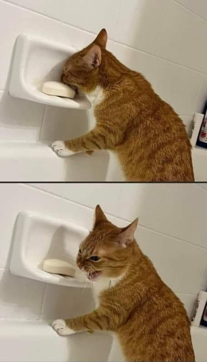 The forbidden cheese - 9GAG