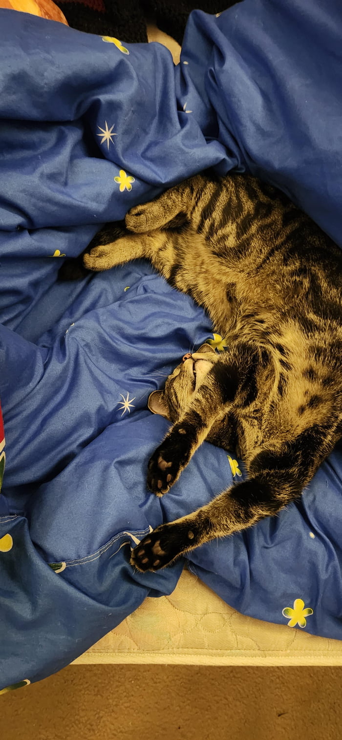 Winston, getting comfy! - 9GAG