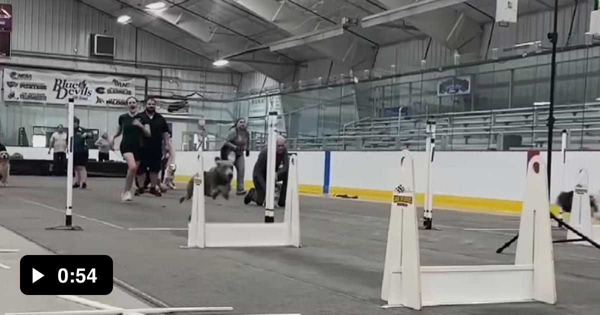 Gravity doesnt affect the 4th dog - 9GAG