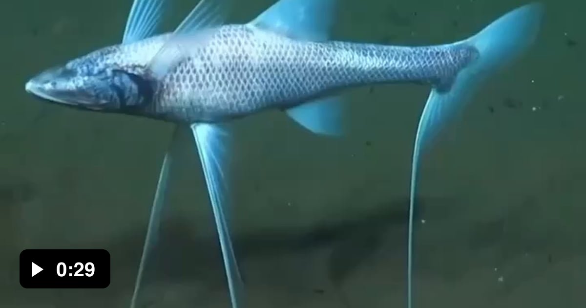 The tripod fish is a deep-sea creature that stands on the ocean floor using three long fins - 9GAG