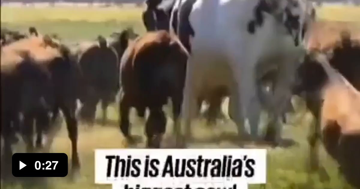 Australia's biggest cow is an absolute unit. - 9GAG