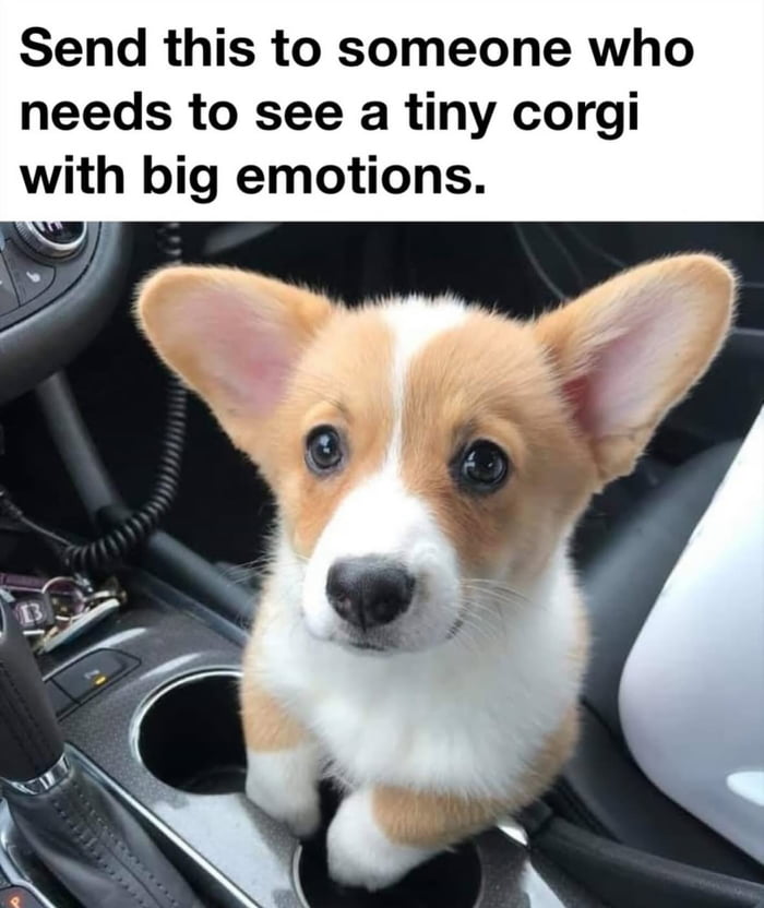 Sending corgi vibes. - 9GAG
