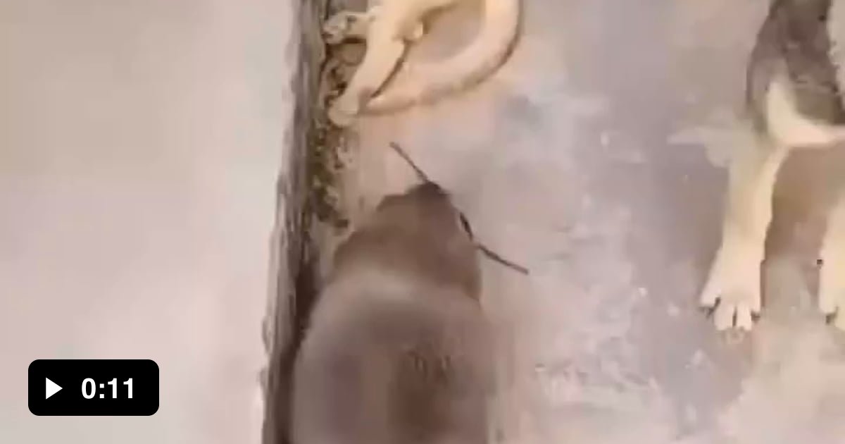 Filipino rats are giant - 9GAG