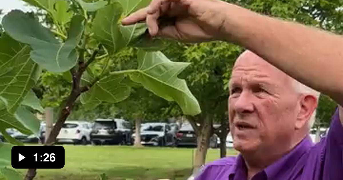 Turn one fig tree into two with this simple air layering technique - 9GAG