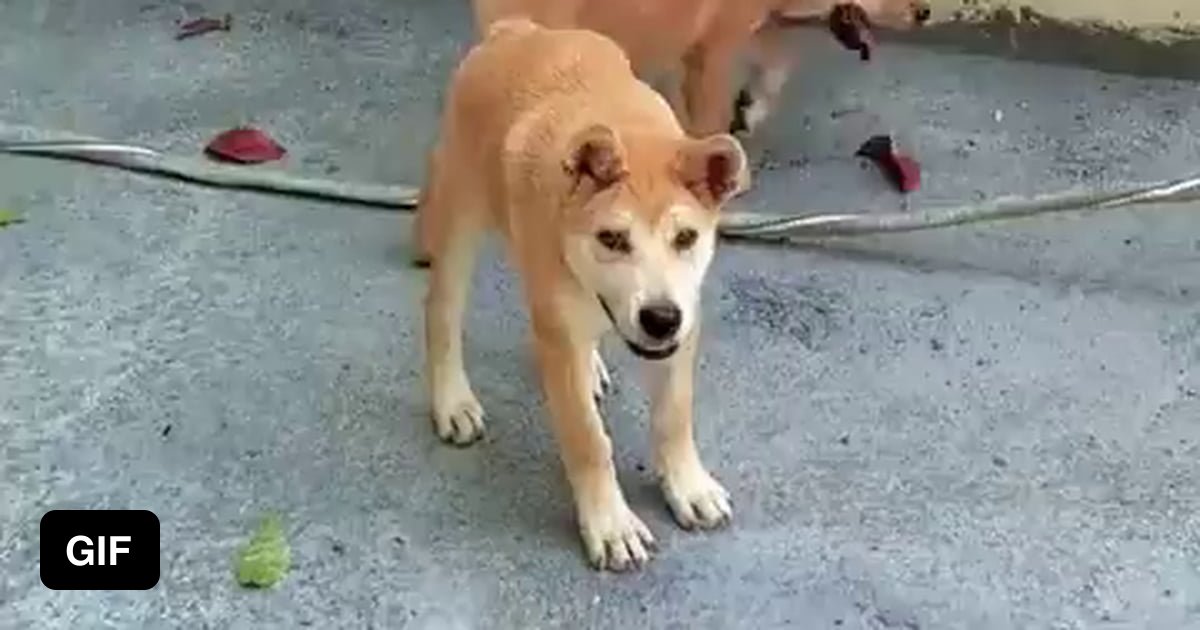 Doge but compact - 9GAG