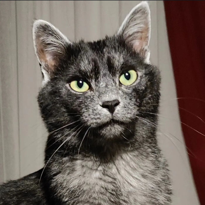 THE TRANSYLVANIAN CAT. Newly homologated by the GCCF in UK and in ...