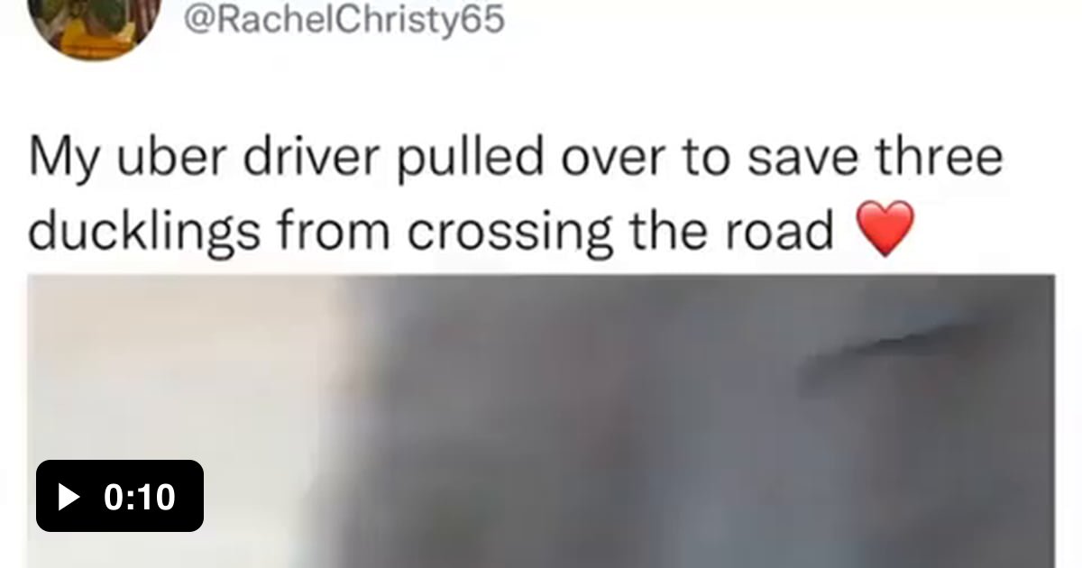 An Uber driver pulling over to help ducklings finish crossing the road - 9GAG