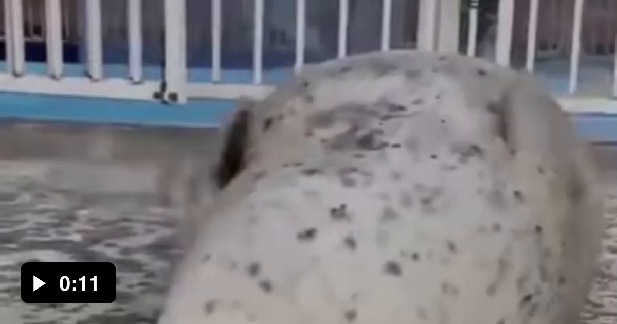 Here’s a video of a seal slapping its belly - 9GAG