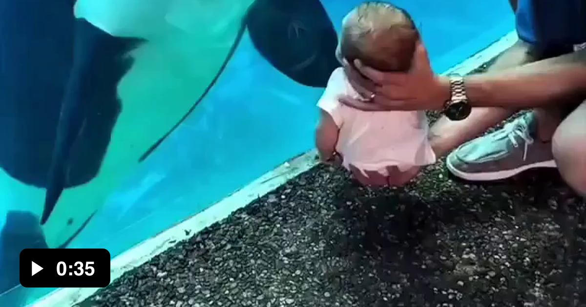 Orca entertaining a baby - 9GAG