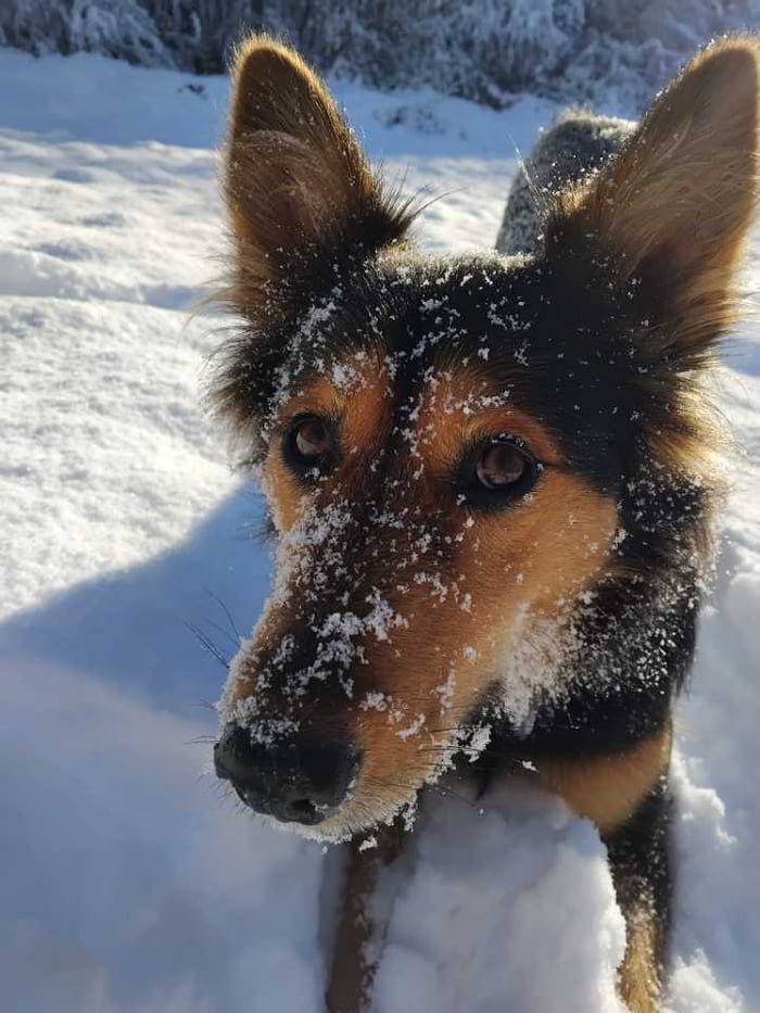 Echo - It snowed yesterday!!!!! - 9GAG