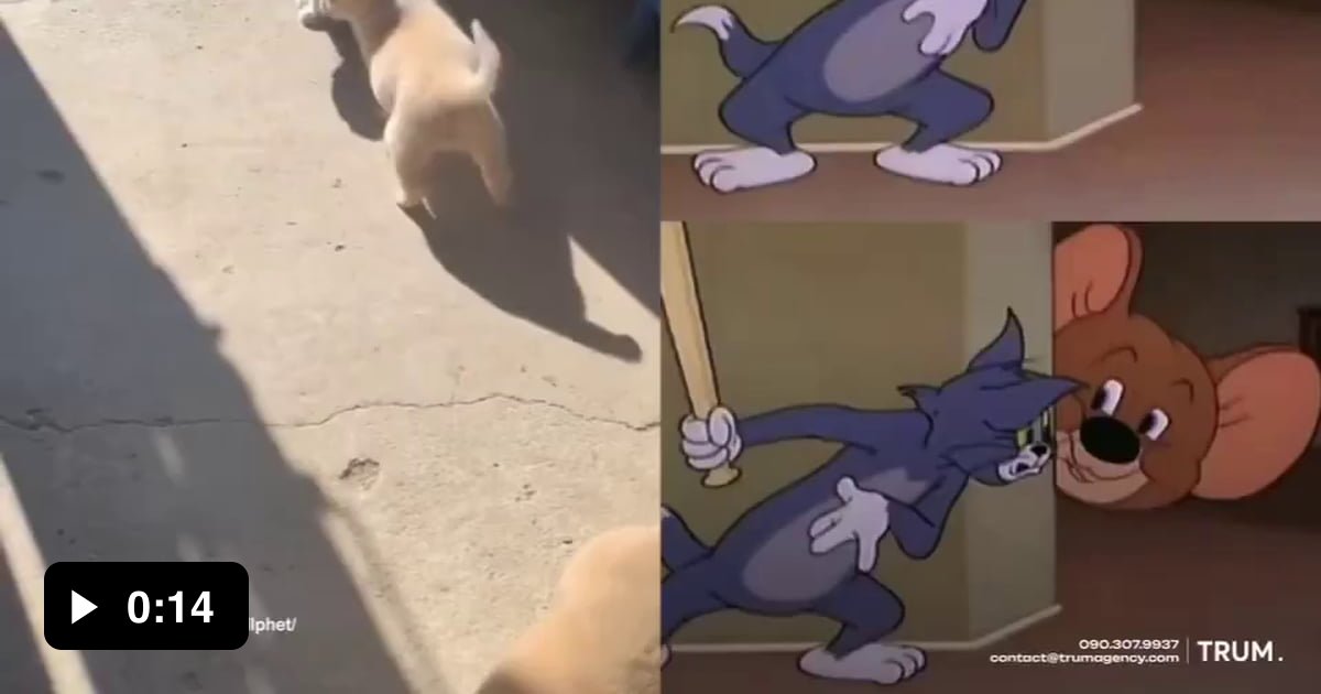 Tom an Jerry is based on real life - 9GAG