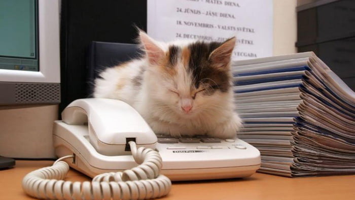 Kitty CEO demonstrating the importance of work-life balance - 9GAG