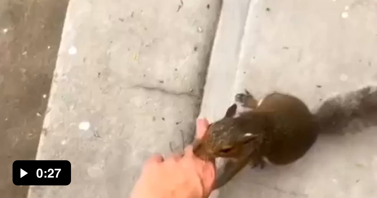 The squirrel is very smart - 9GAG