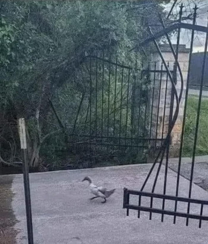 Duck the indestructible - 9GAG