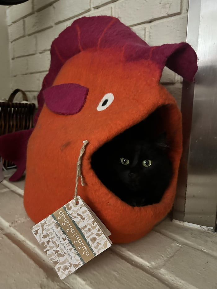 This baby hasn’t used this fish in almost 2 years and finally decides ...