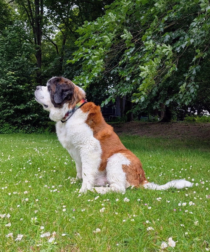 A few people here knew him . He was a very good boy . Rest well buddy ...