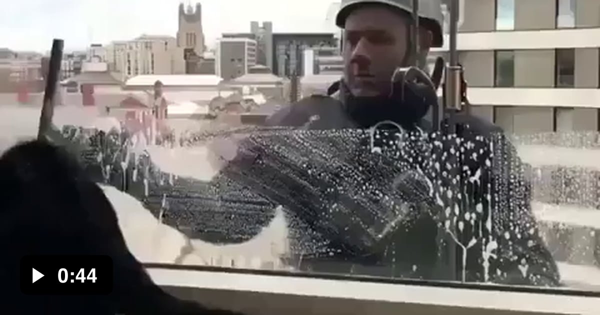 Window cleaner playing with cat - 9GAG