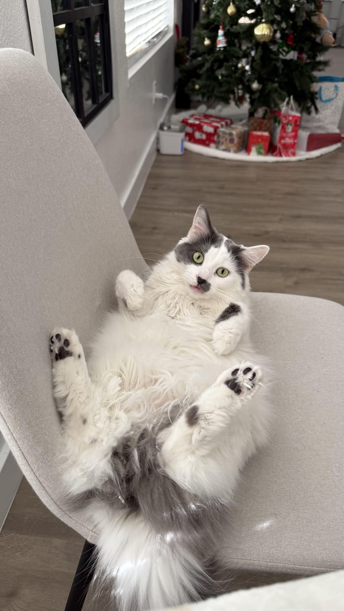 The “aggressive” cat from the shelter that we were discouraged from ...