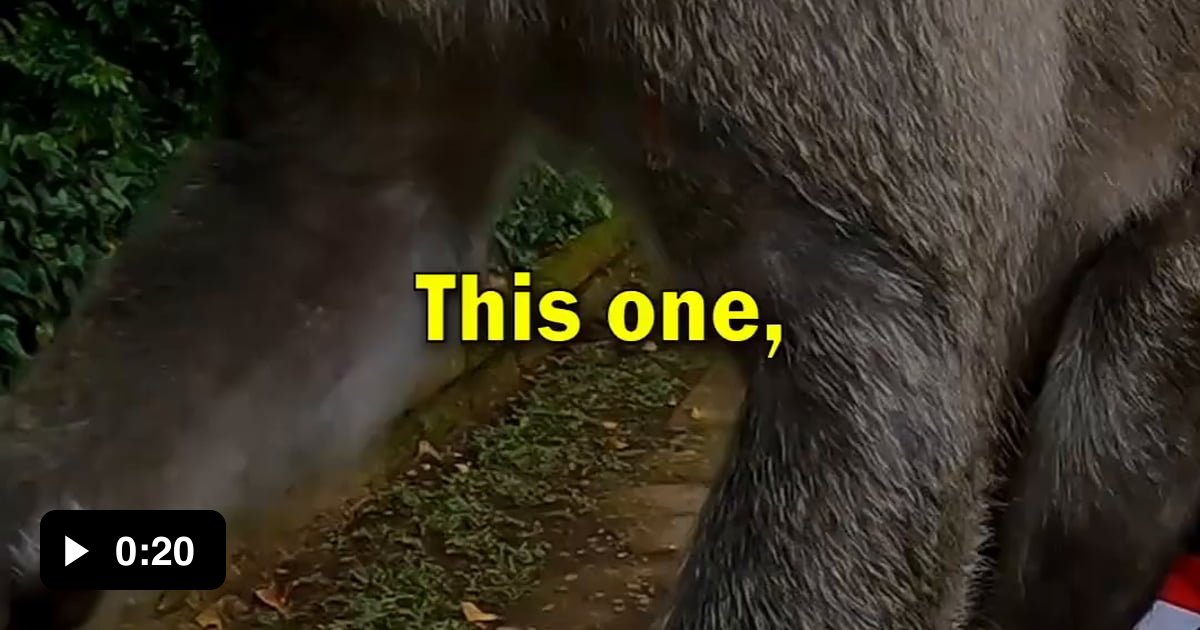 Monkey business in Bali - 9GAG