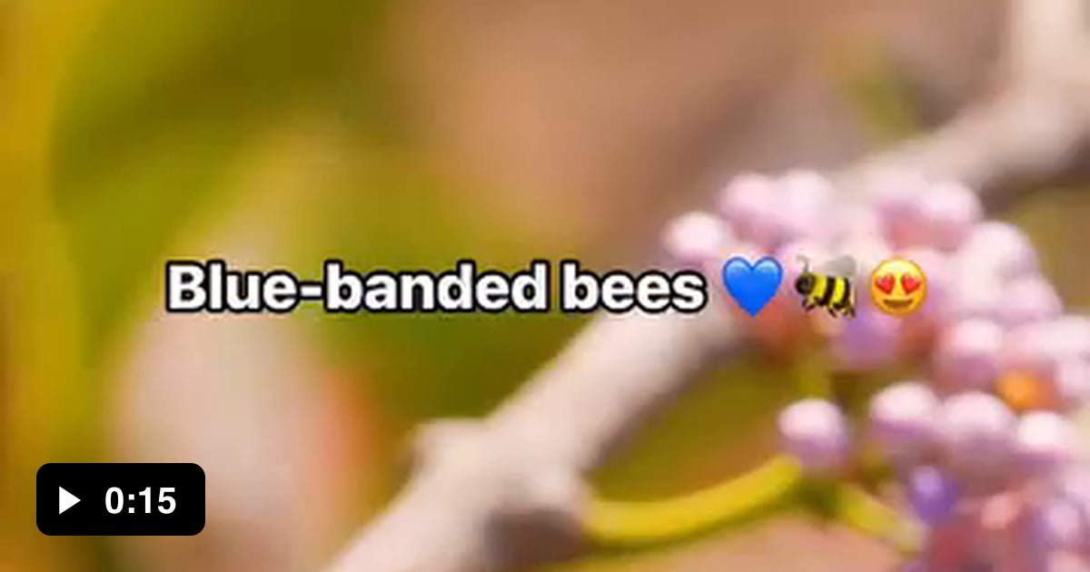 Ever seen bees like this? - 9GAG