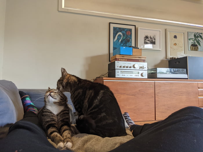 Meow meows X 2 - 9GAG