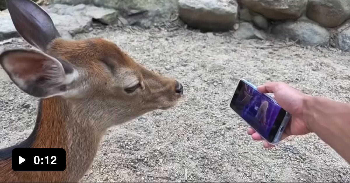 How to hypnotizing a deer - 9GAG