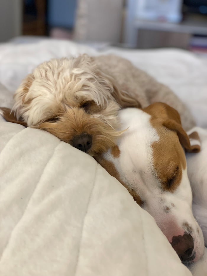 Life would be ruff without you - 9GAG