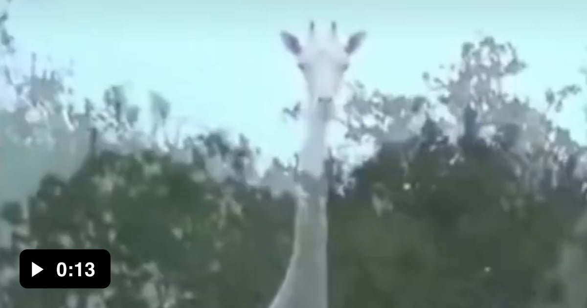The last white giraffes - 9GAG