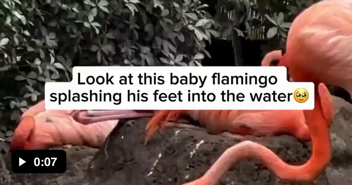 Baby flamingo - 9GAG