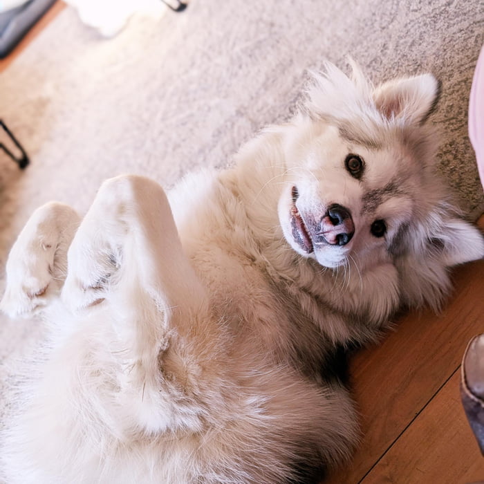 The face of a 10 month demon pupper. - 9GAG