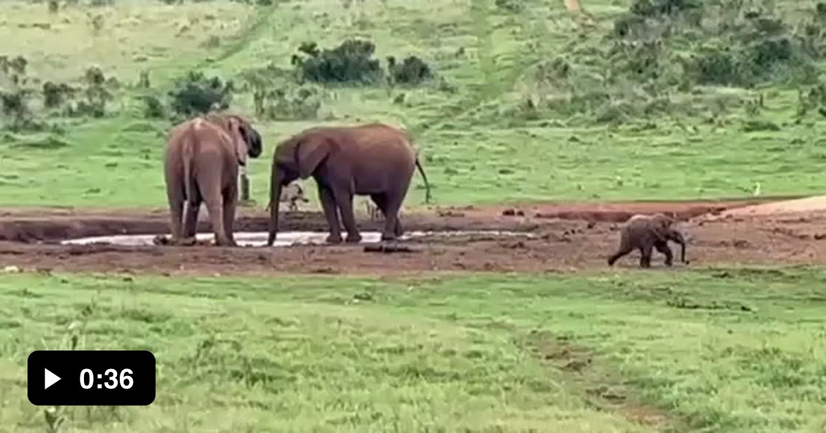 Baby elephant gets scared of unfamiliar sound and then quickly runs to ...