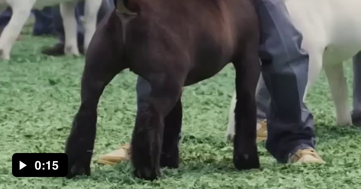 He is the champion - 9GAG