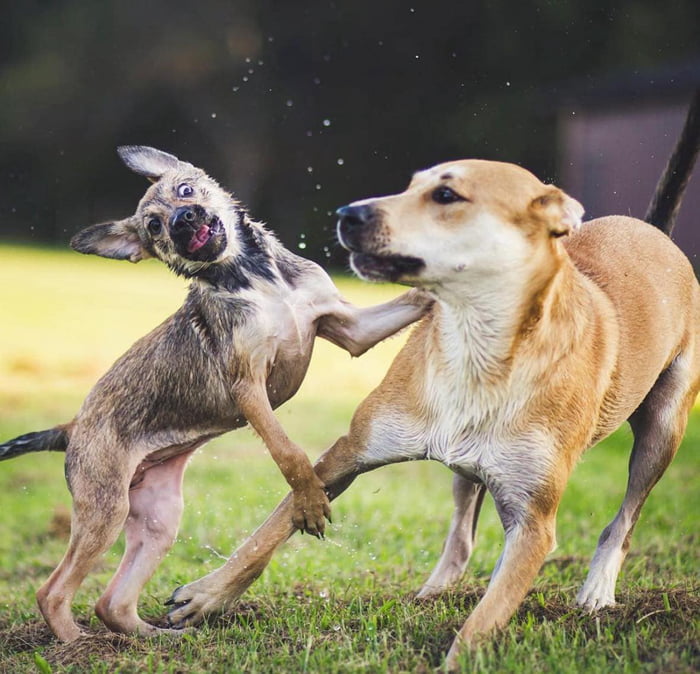 This is a picture of my dogs from when Aria (the crazy looking one) was just a puppy. I chuckle ...