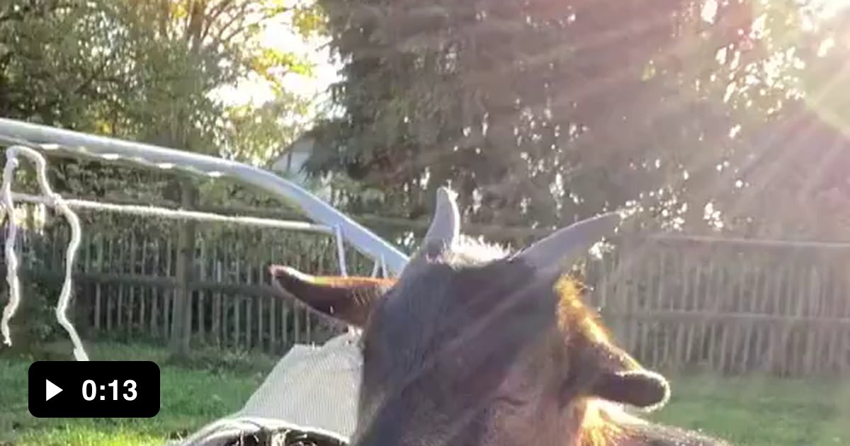 Zen goat - 9GAG