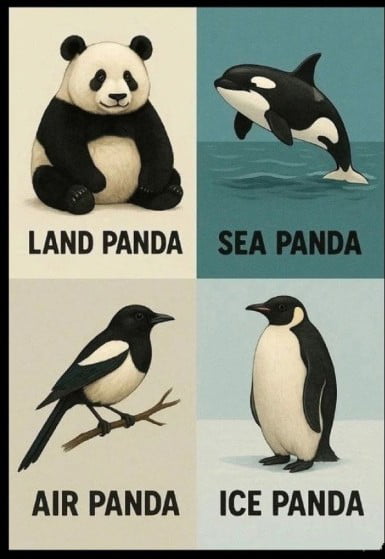 Different types of pandas. - 9GAG