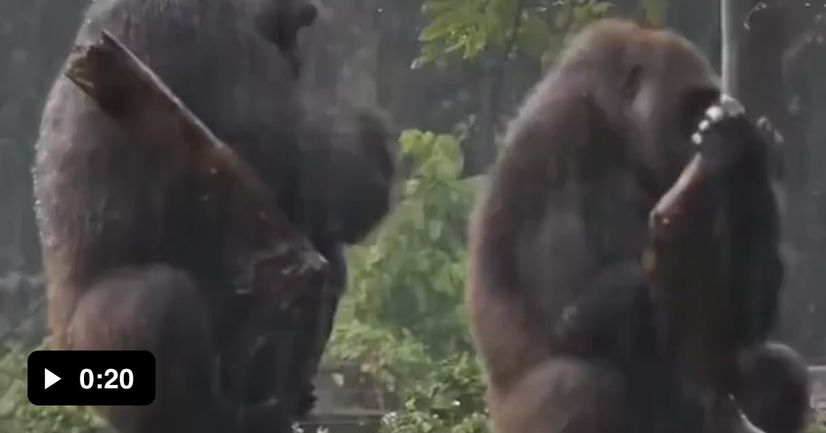 Trying to get their attention in the rain - 9GAG