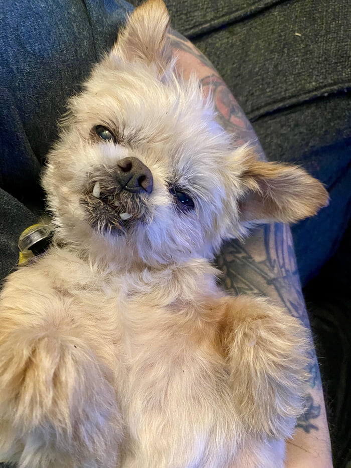 Y’all ever see a teddy bear/orc mix? - 9GAG