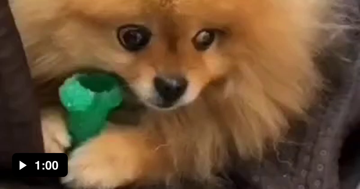 Does your dog bite? No, but it detects radiation. - 9GAG