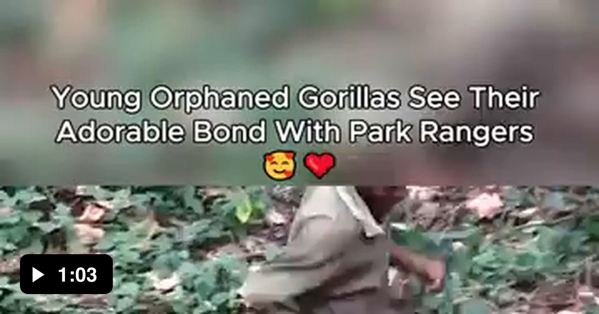 Park Rangers playing with young gorillas..🥹🥹 - 9GAG