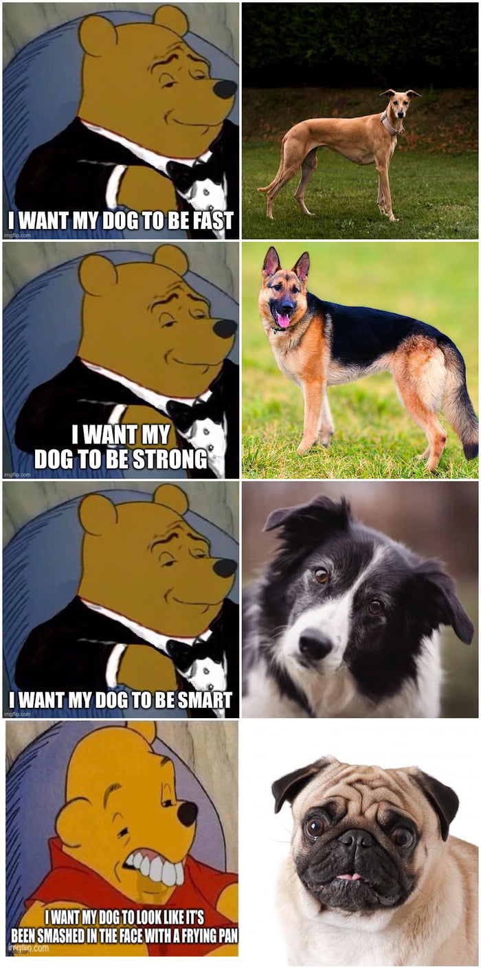 The thinking behind various breeds of dog - 9GAG
