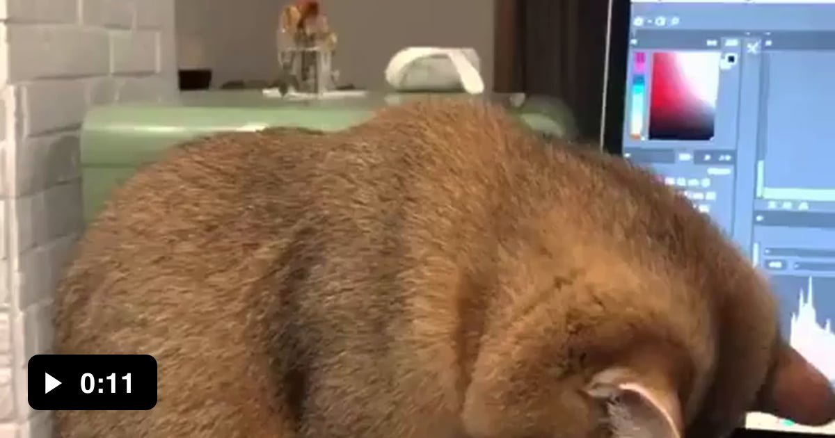 Overworked Cat - 9GAG