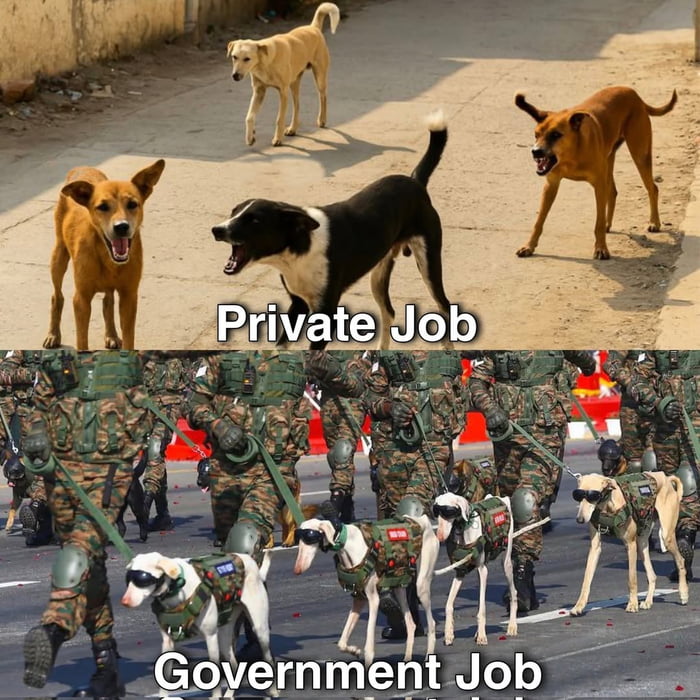 Government owned dogs - 9GAG
