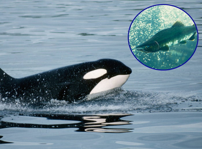 Orcas in the northwest Pacific Ocean have started wearing 'hats' made of dead salmon again. This ...
