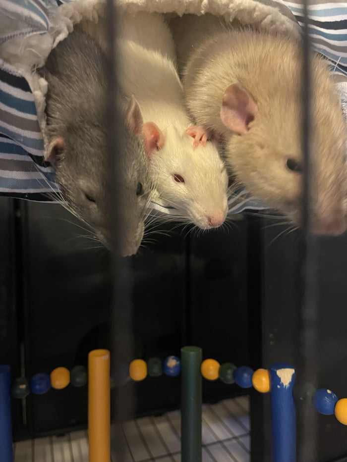 Cute rats - 9GAG