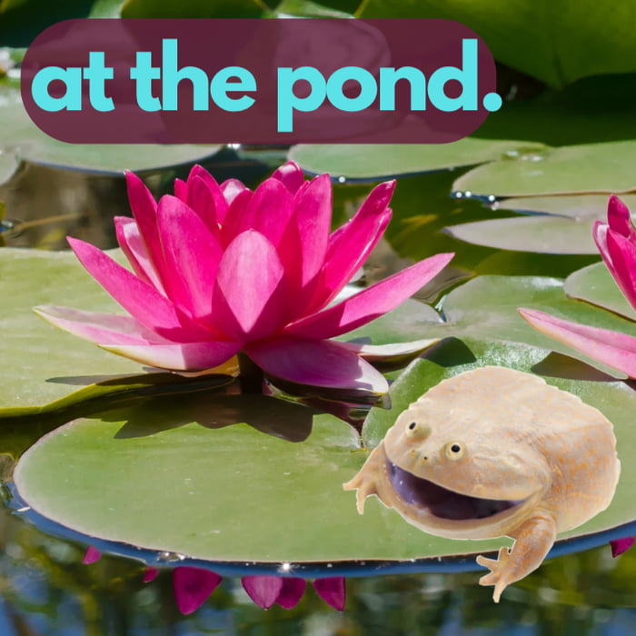 Hoppy Wednesday y'all 🐸 ! - 9GAG