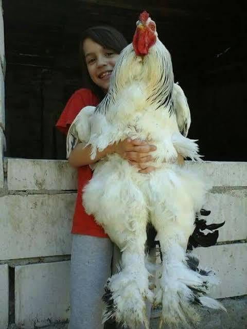 Of A Cock 9gag