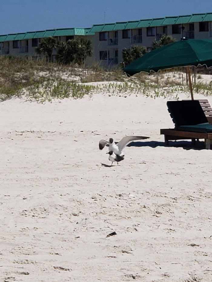 The beach is getting hotter! - 9GAG